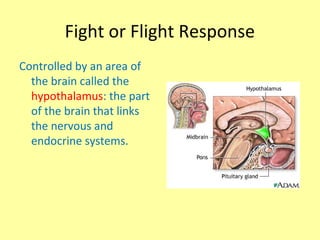 Endocrine System Notes Blevins 7th Grade Science | PPT
