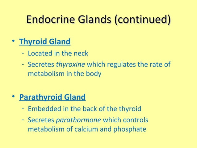Endocrine System Notes Blevins 7th Grade Science | PPT