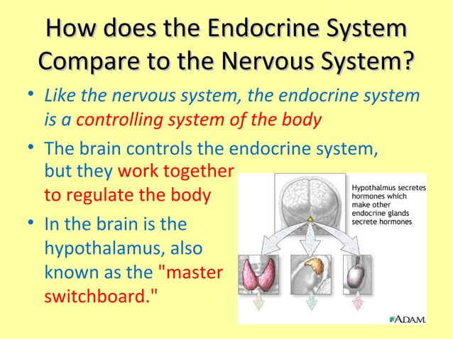Endocrine System Notes Blevins 7th Grade Science | PPT