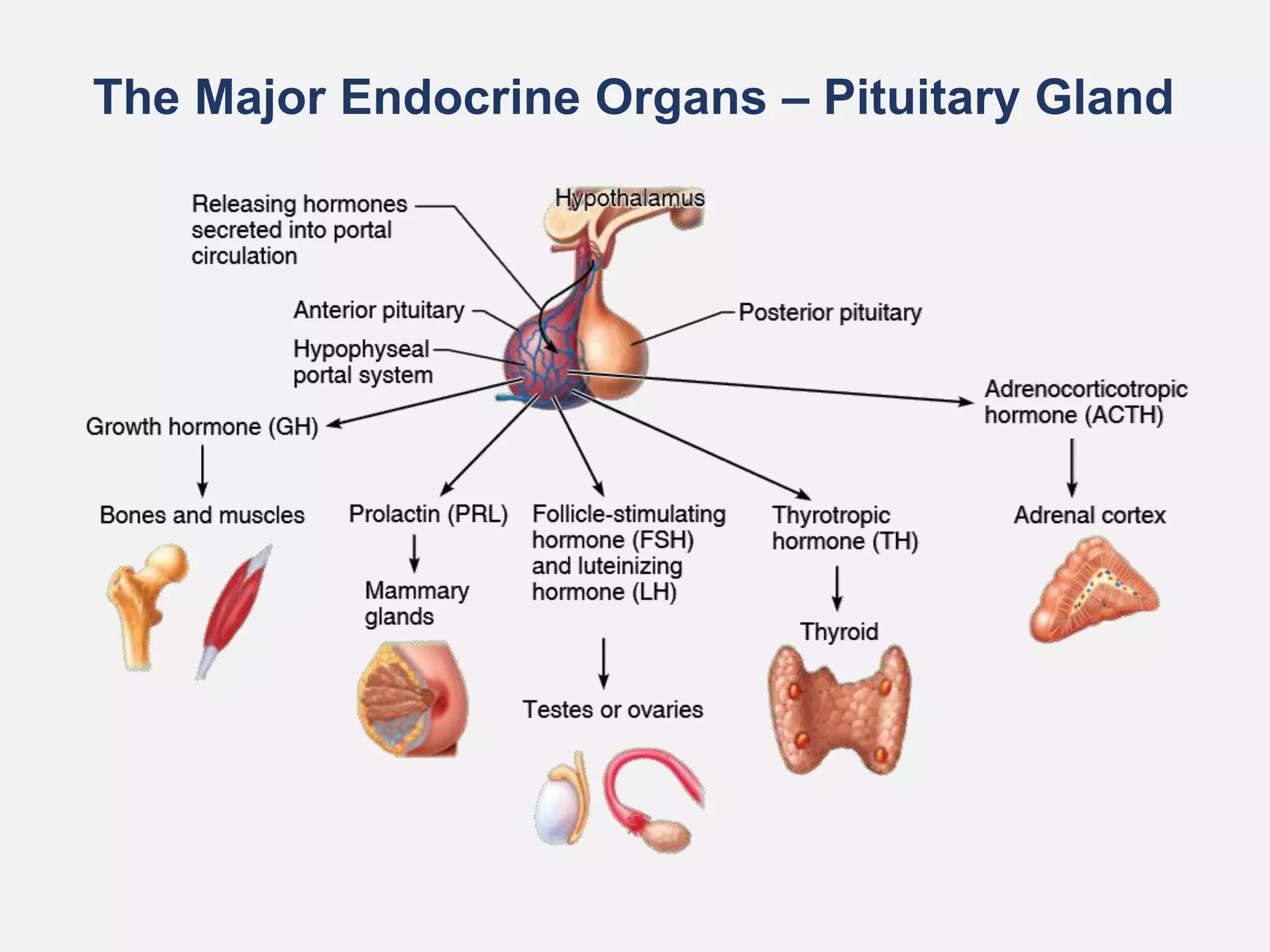 Pearson's Endocrine System | PPTX