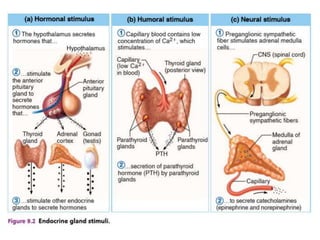 Pearson's Endocrine System | PPTX