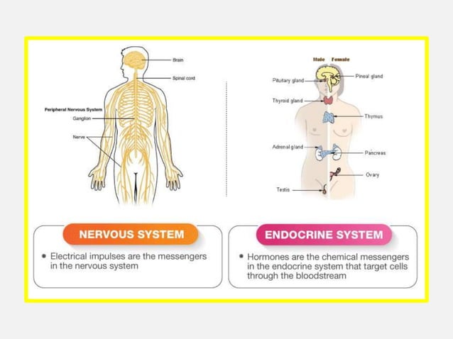 Pearson's Endocrine System | PPTX | Endocrine and Metabolic Diseases ...