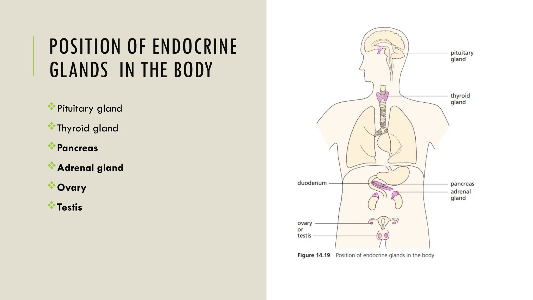ENDOCRINE SYSTEMS IN HUMANS - Hormonal Coordinationpptx | PPTX