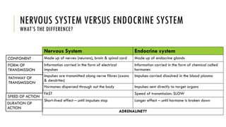 ENDOCRINE SYSTEMS IN HUMANS - Hormonal Coordinationpptx | PPTX