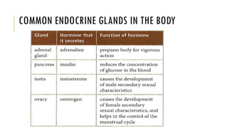 ENDOCRINE SYSTEMS IN HUMANS - Hormonal Coordinationpptx | PPTX