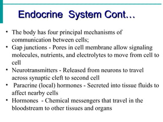 Endocrine system slides posterior and anterior | PPT