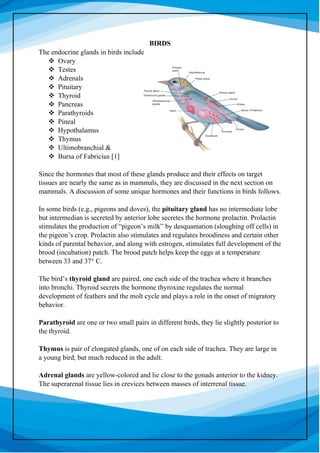 Endocrine systems of birds | PDF