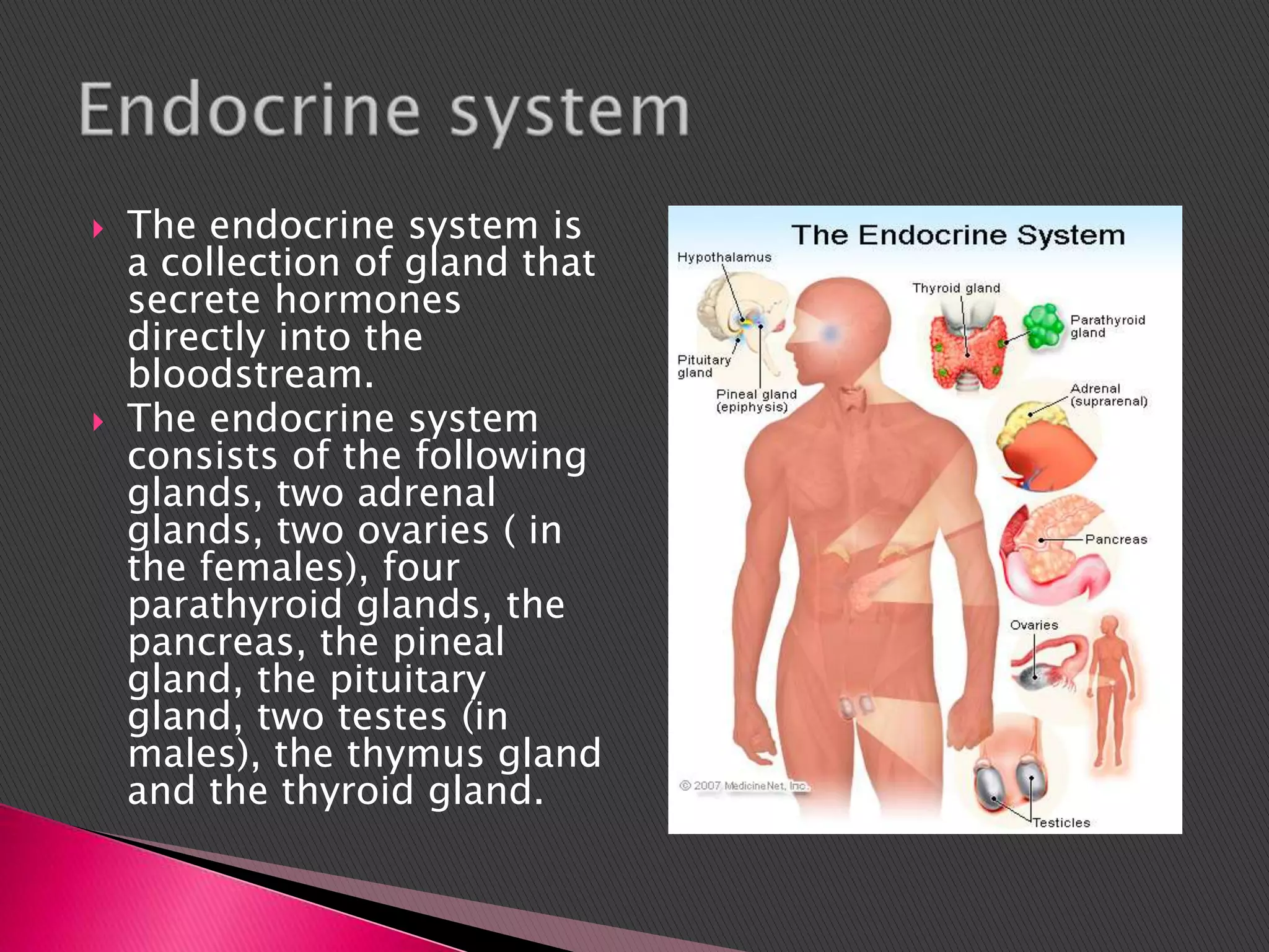 Endocrine system terms | PPT