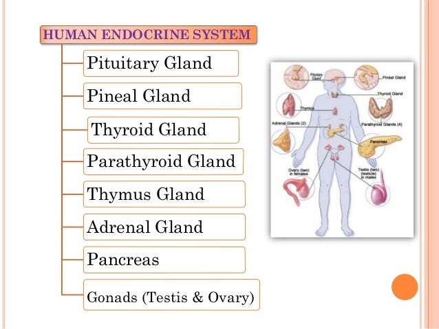 Chemical Coordination and Integration: Endocrine System