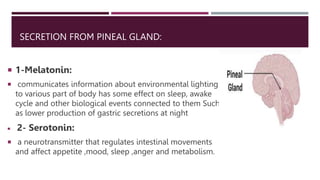 Endocrine system anatomy presentation pp | PPT