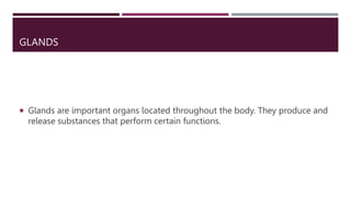 Endocrine system anatomy presentation pp | PPT