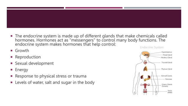 Endocrine system anatomy presentation pp | PPT