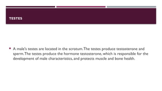 Endocrine system anatomy presentation ps | PPTX
