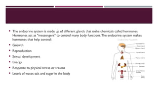 Endocrine system anatomy presentation ps | PPTX