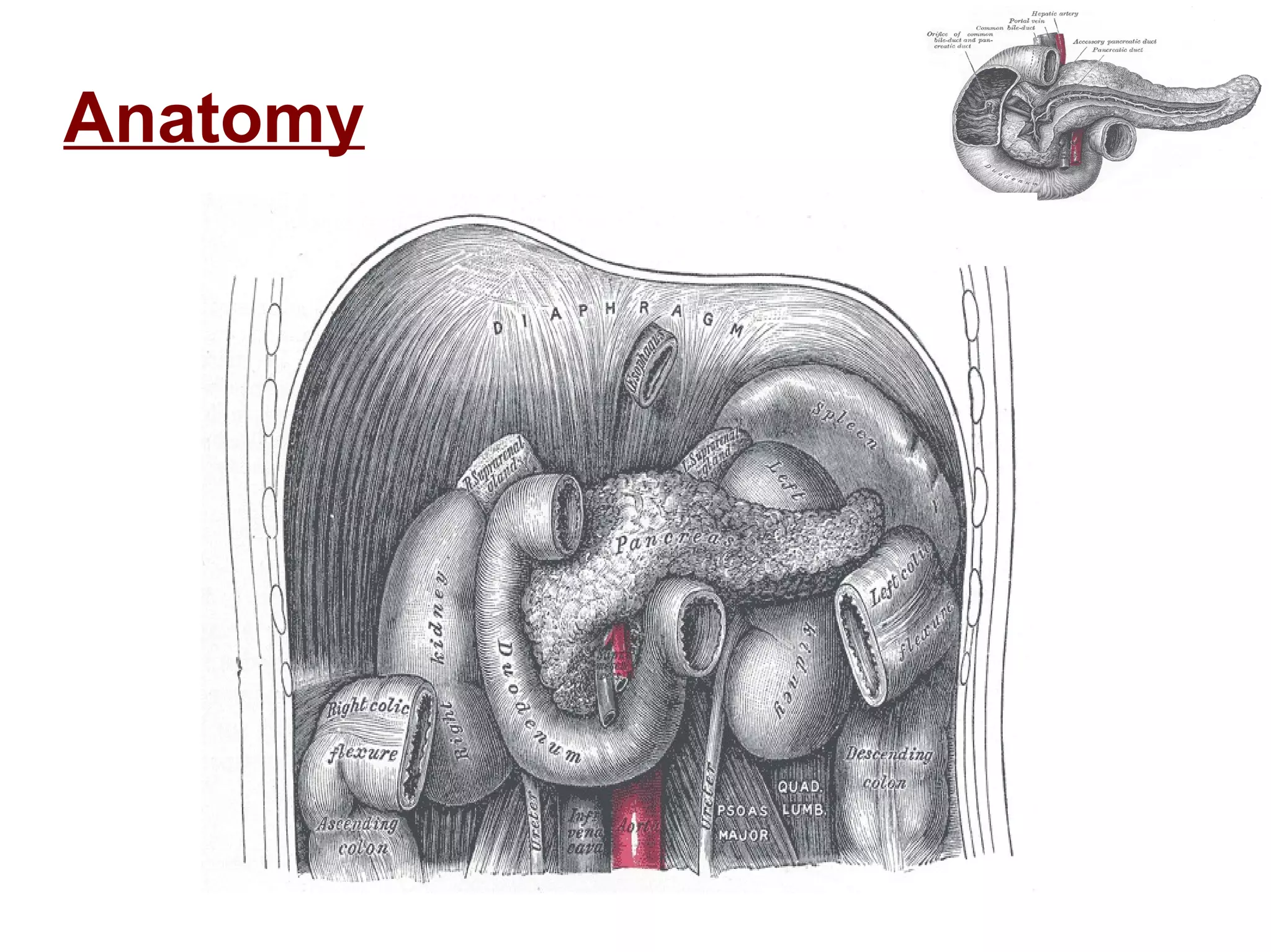 Endocrine Tumors Of The Pancreas | PPT