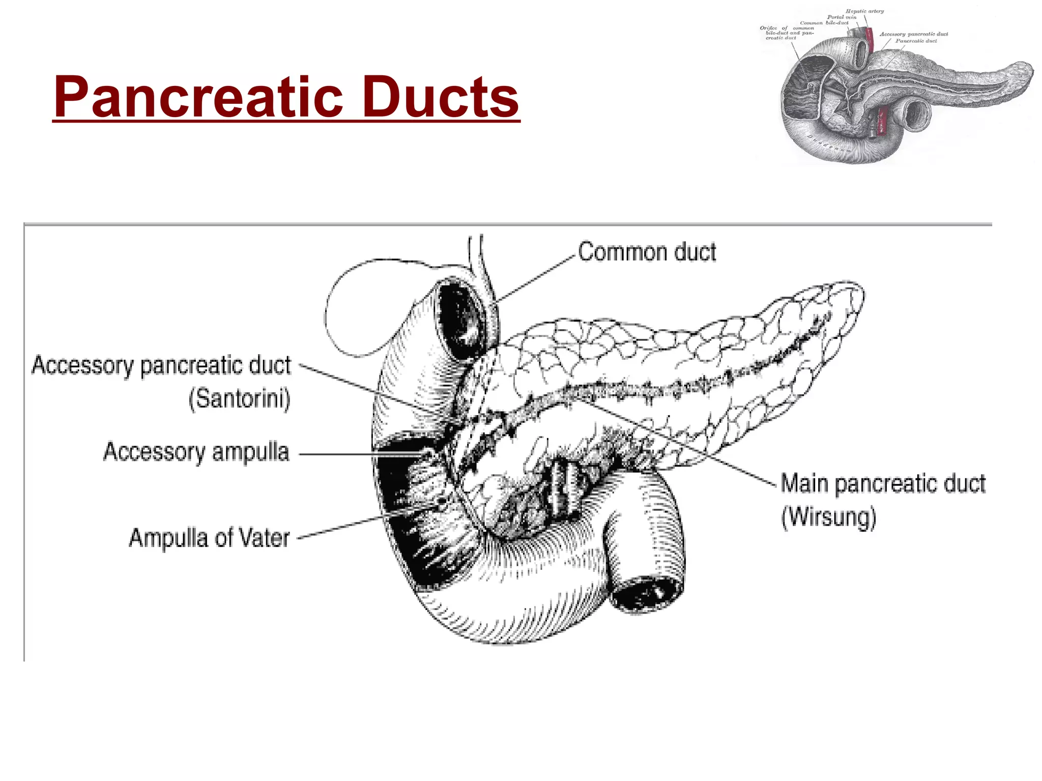 Endocrine Tumors Of The Pancreas | PPT