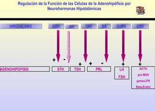 Endocrino | PPT