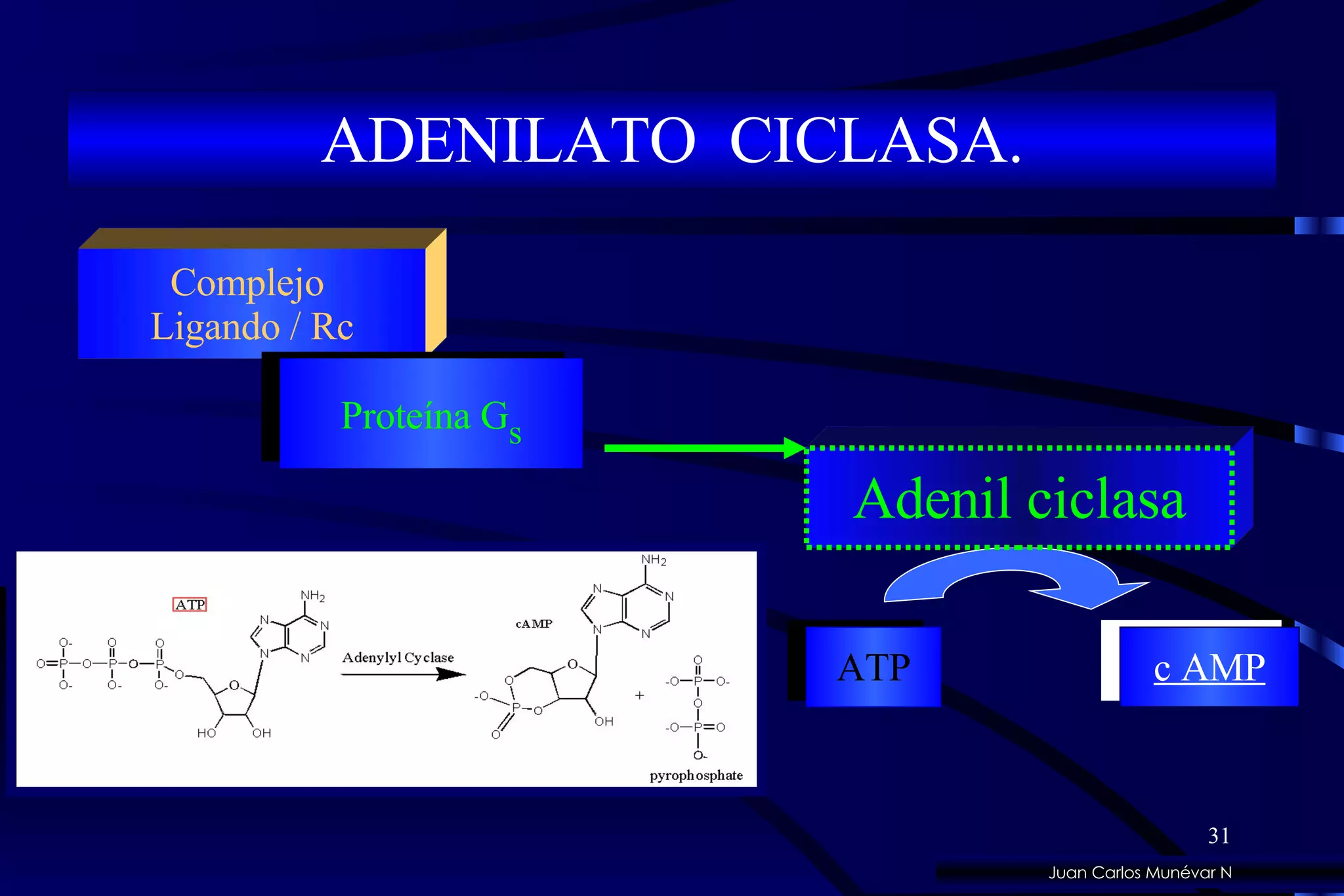 SISTEMA ENDOCRINO | PPT