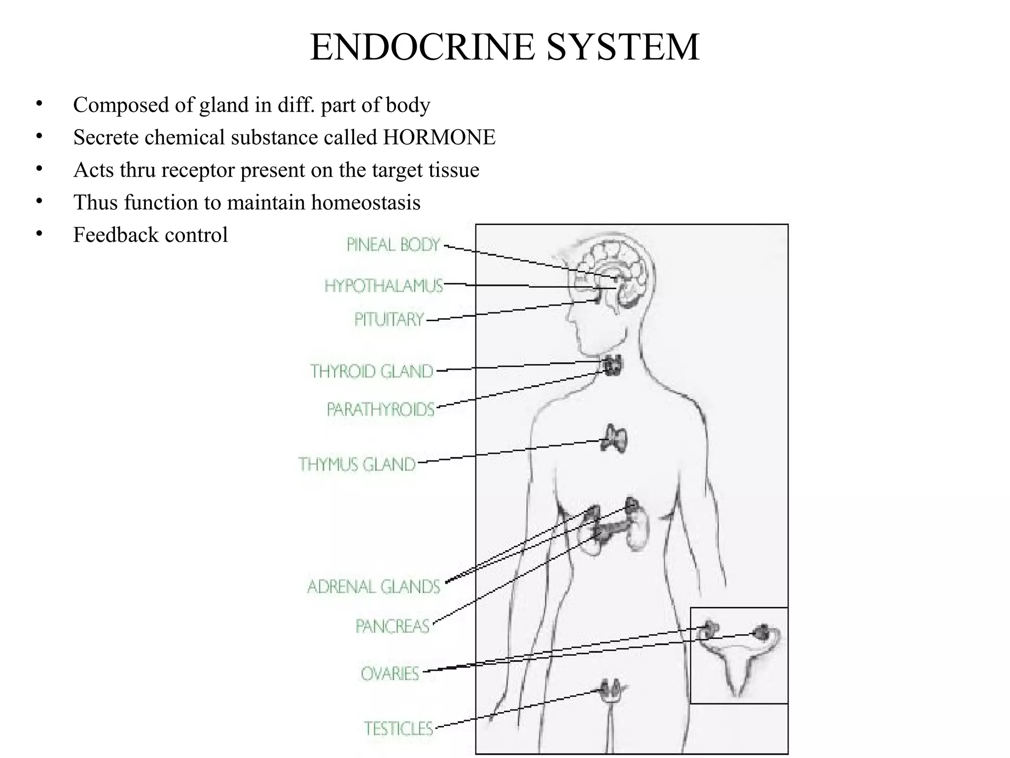 Endocrine system | PPT