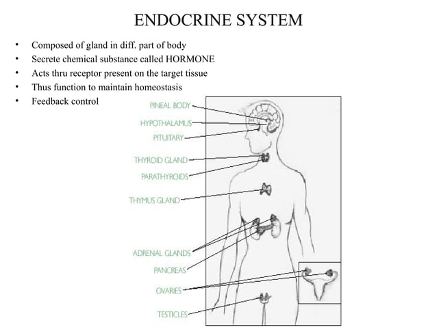 Endocrine system | PPT