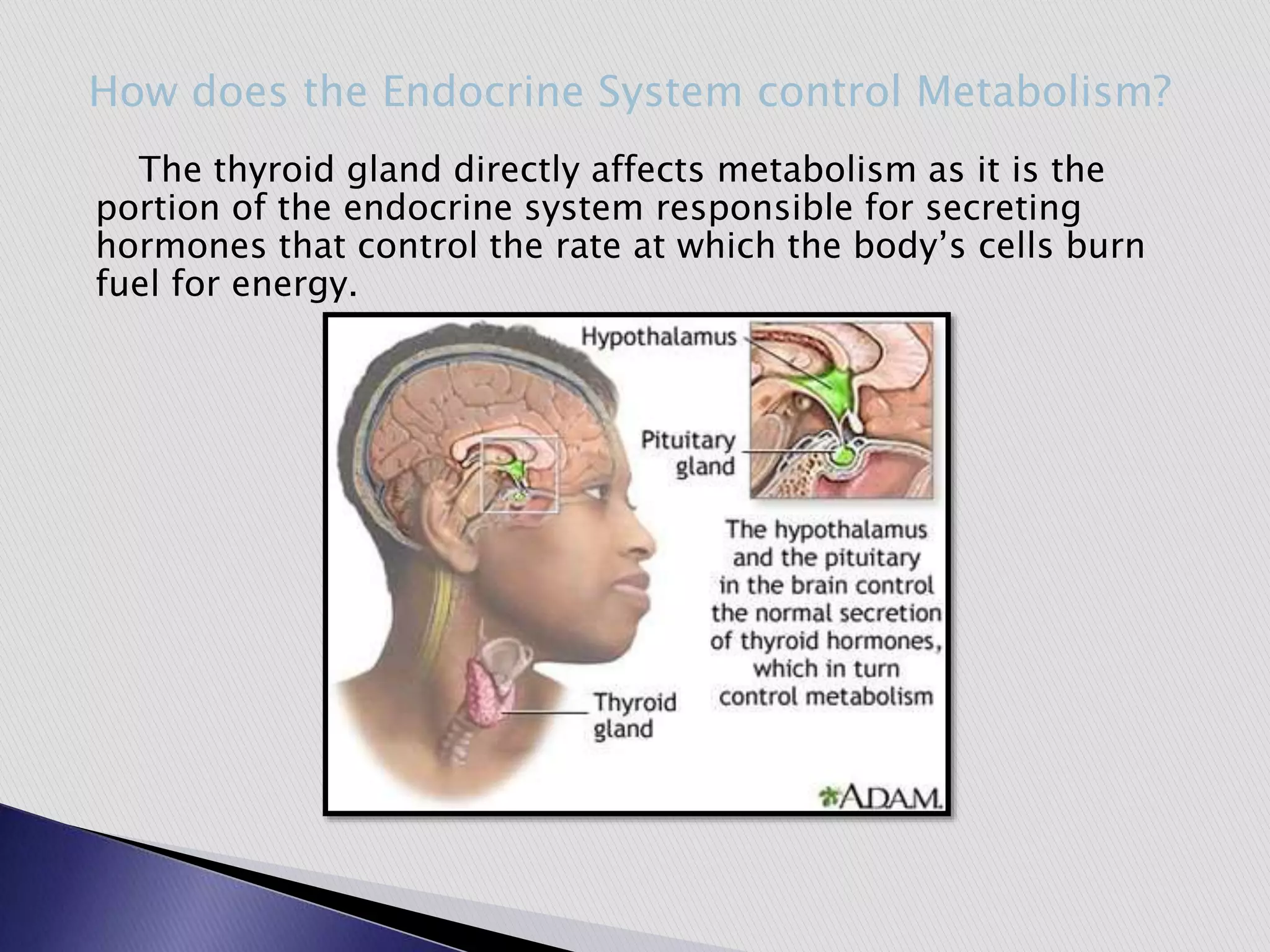 Endocrinology | PPTX