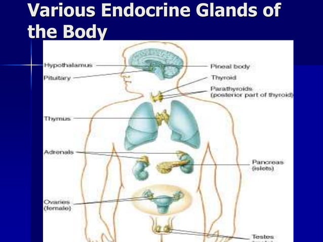 Endocrine Glands of The Body | PPT