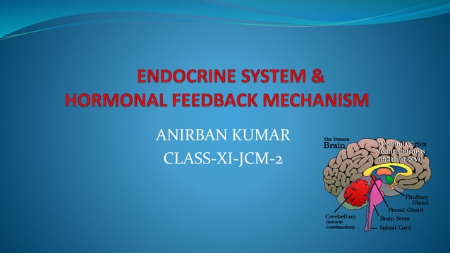 Endocrine System and hormonal feedback mechanisms | PPTX | Endocrine ...