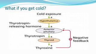 Endocrine System and hormonal feedback mechanisms | PPTX