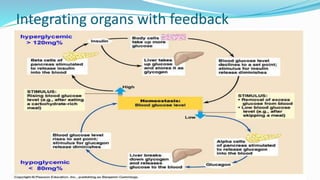 Endocrine System and hormonal feedback mechanisms | PPTX