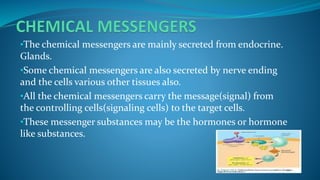 Endocrine System and hormonal feedback mechanisms | PPTX