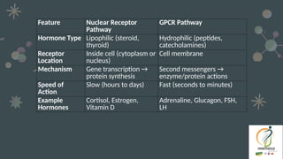 Comprehensive Overview of Endocrinology: Hormones, Glands & Mechanisms ...