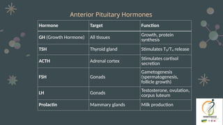 Comprehensive Overview of Endocrinology: Hormones, Glands & Mechanisms ...