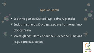 Comprehensive Overview of Endocrinology: Hormones, Glands & Mechanisms ...