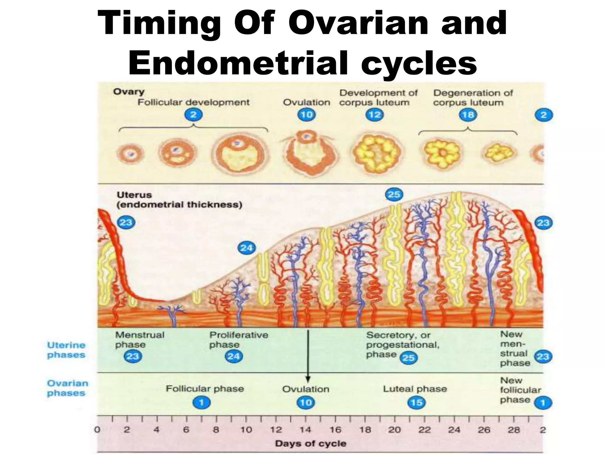 Hormonal Control Of Ovarian And Endometrial Cycles | PPTX