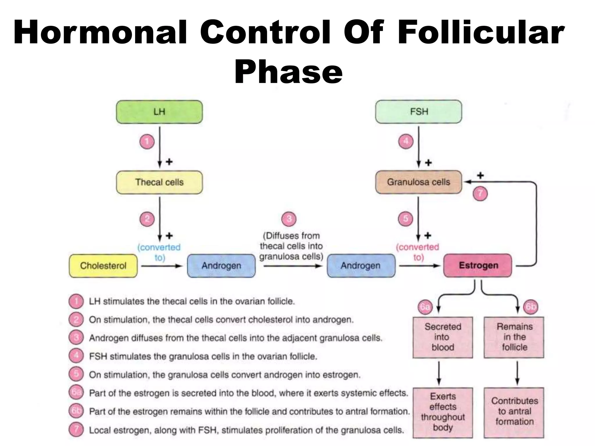 Hormonal Control Of Ovarian And Endometrial Cycles | PPTX