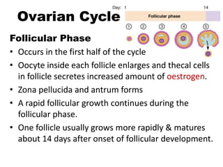 Hormonal Control Of Ovarian And Endometrial Cycles | PPTX