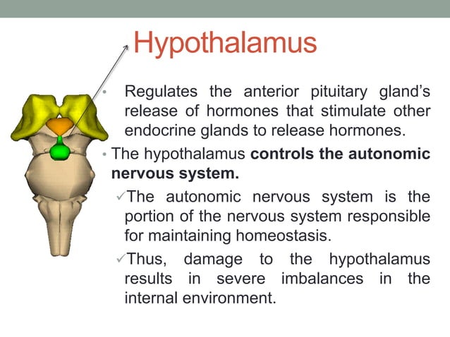 Hypothalamus, Pituitary, Para/Thyroid | PPT