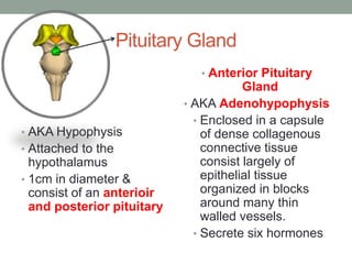 Hypothalamus, Pituitary, Para/Thyroid | PPT