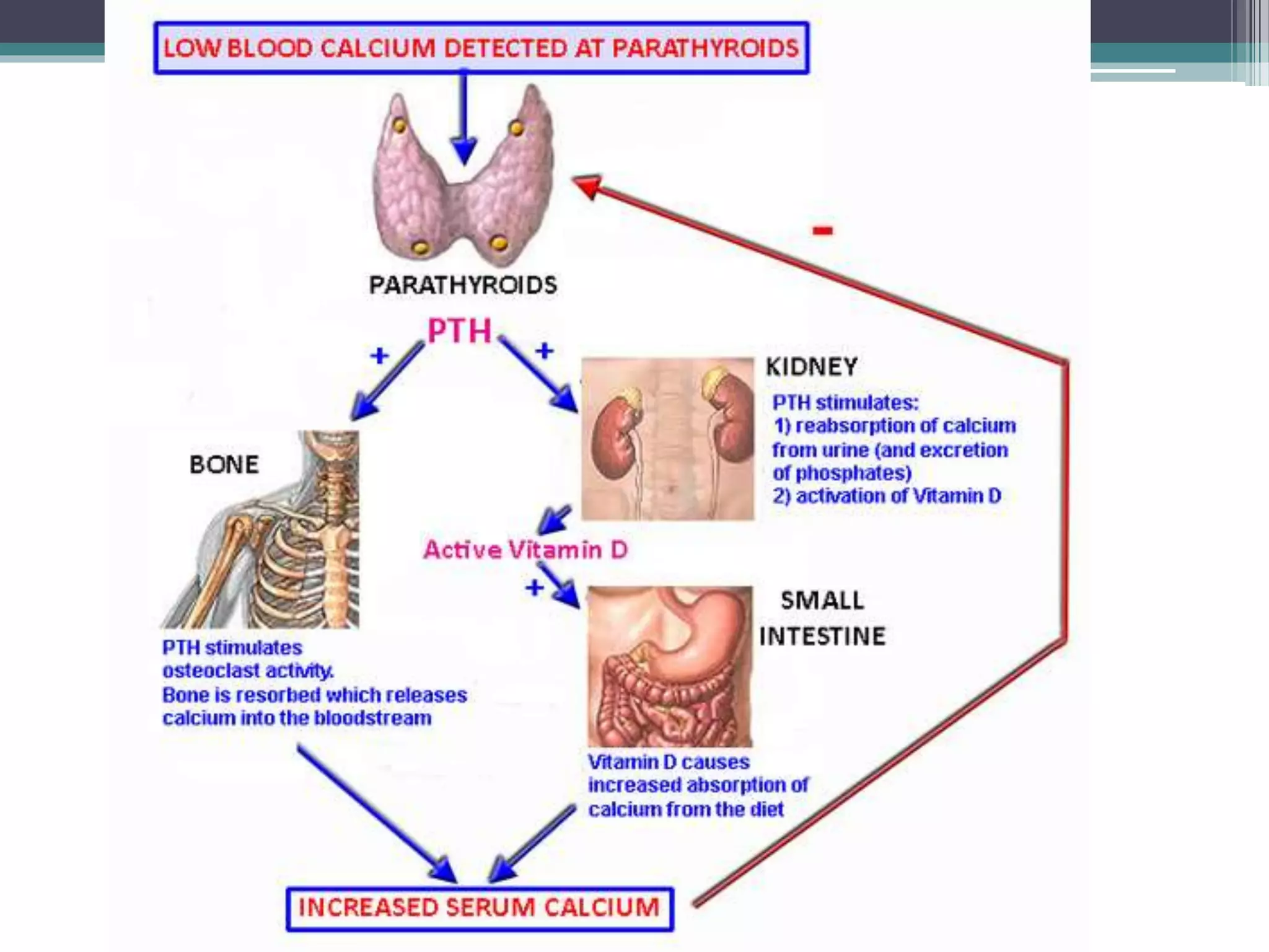 Endocrinology parathyroid gland | PPTX
