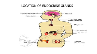 Introduction to Endocrinology | PPTX | Thyroid Disorders | Endocrine ...