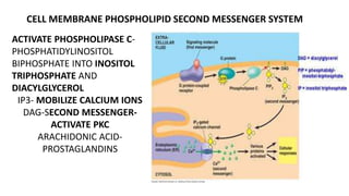 Introduction to Endocrinology | PPTX