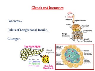 basic introductionary lecture on endocrinology and thyroid | PPTX