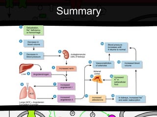Endocrinology: anatomy and physiology | PPT
