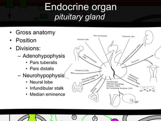 Endocrinology: anatomy and physiology | PPT