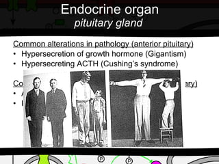 Endocrinology: anatomy and physiology | PPT