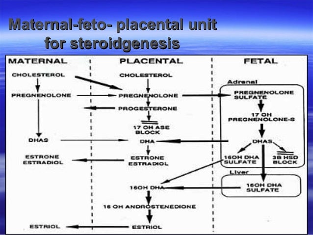 Endocrinology in pregnancy i