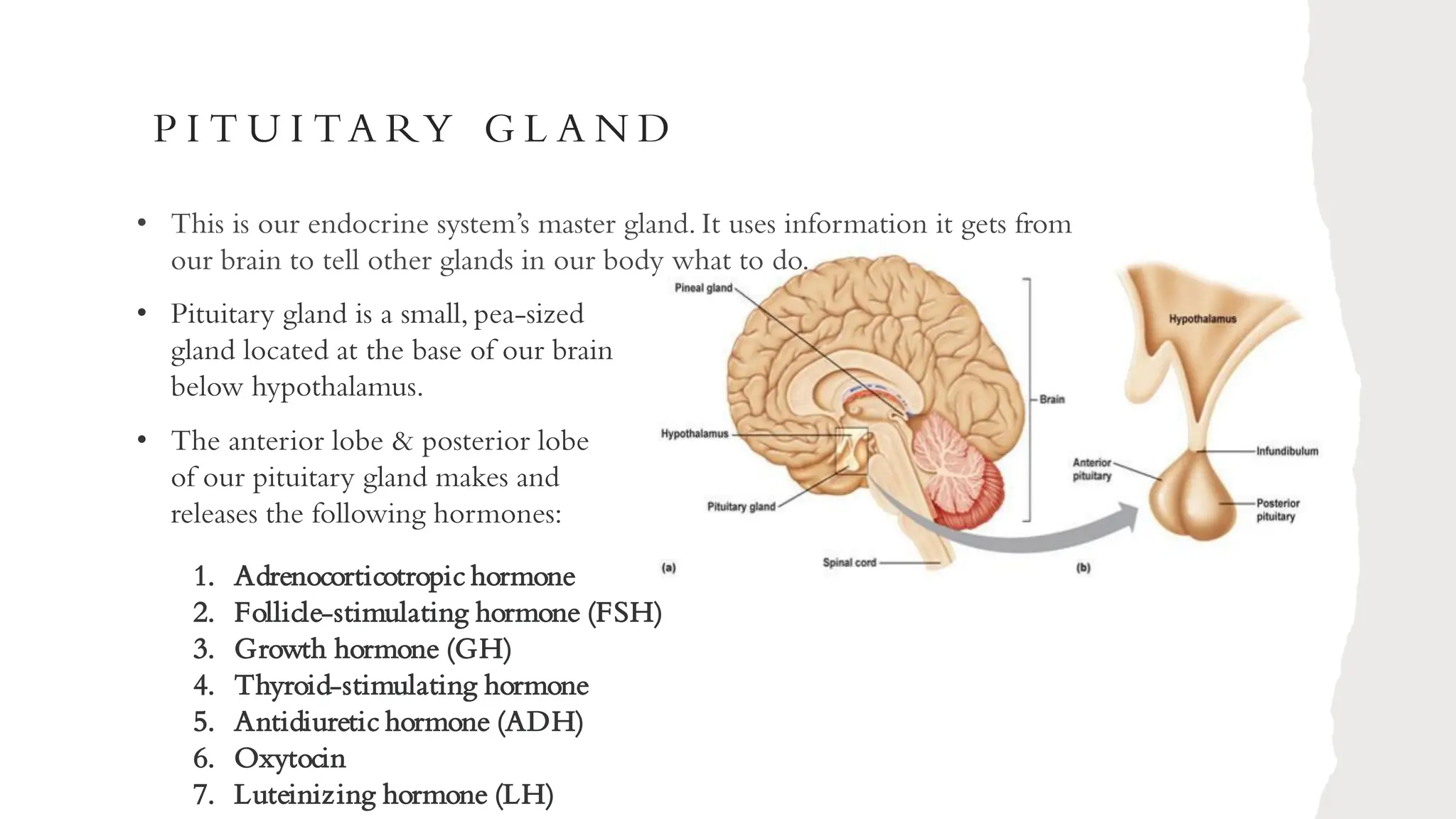 Basics of Endocrinology with types of hormones.pdf