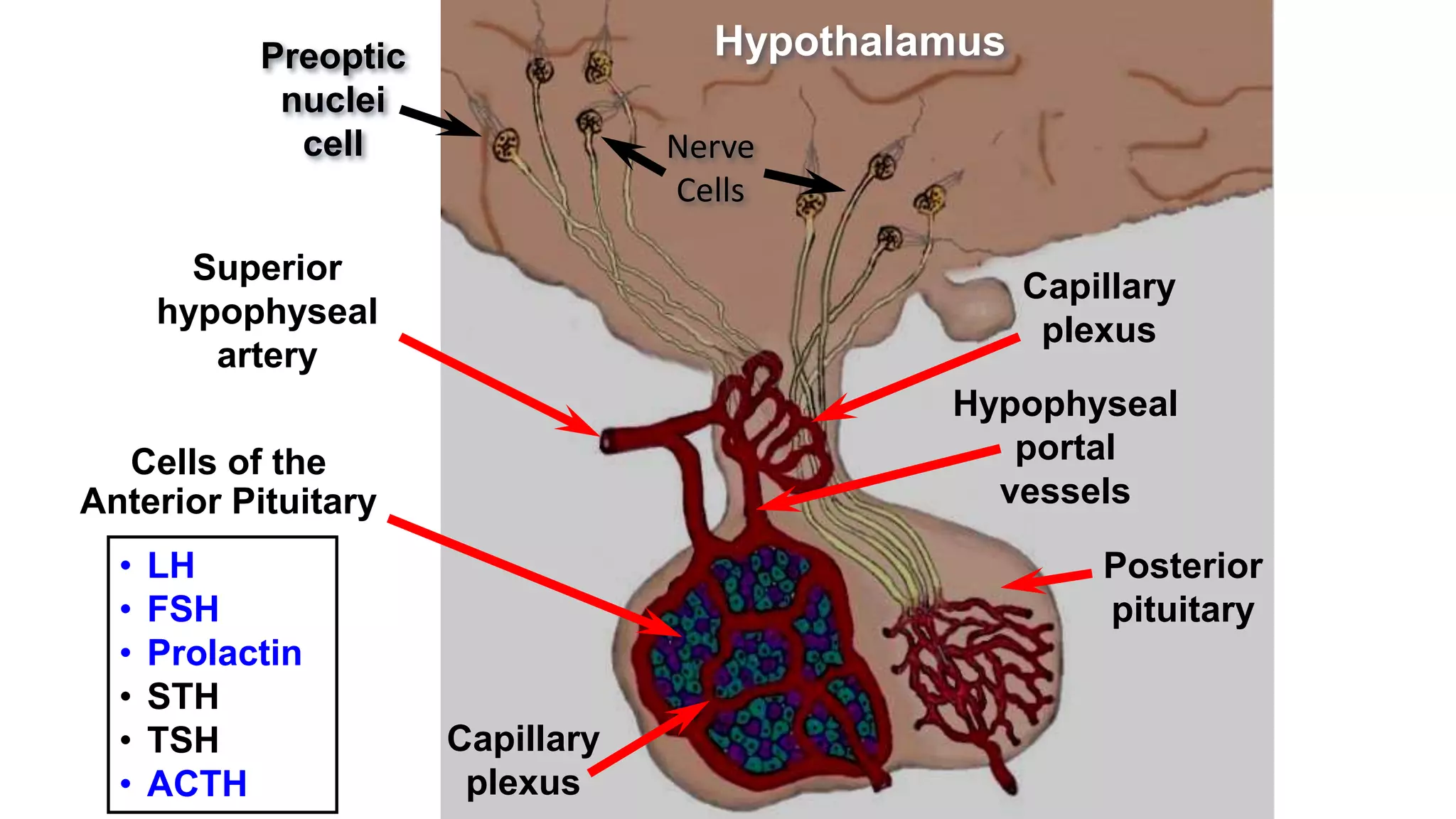 Physiology of the Endocrine System | PPTX