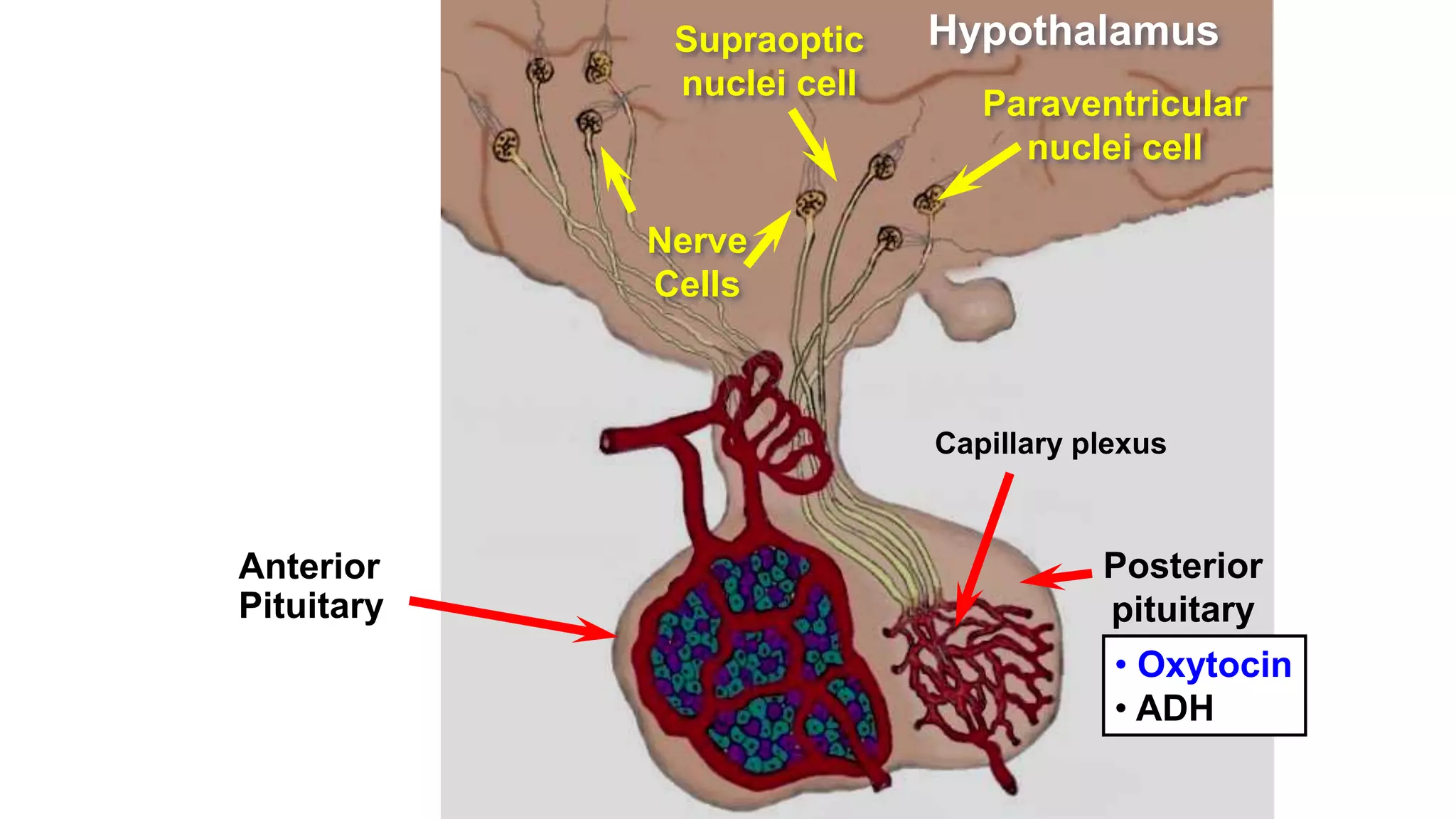 Physiology of the Endocrine System | PPTX