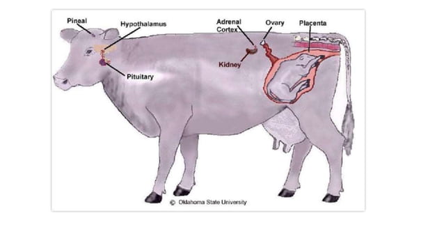 Physiology of the Endocrine System | PPTX